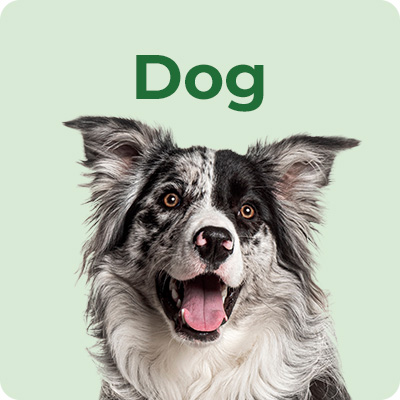 Budget Pet Products Discount Dog Products Pets Pet Shops Pet Store Pet Food Cat Food Pet Supplies Pet Products For Dogs Pet Shop Dogs Shop Pets Supply Dog Food Pets Australia