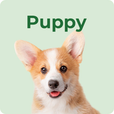 Budget pet supply store