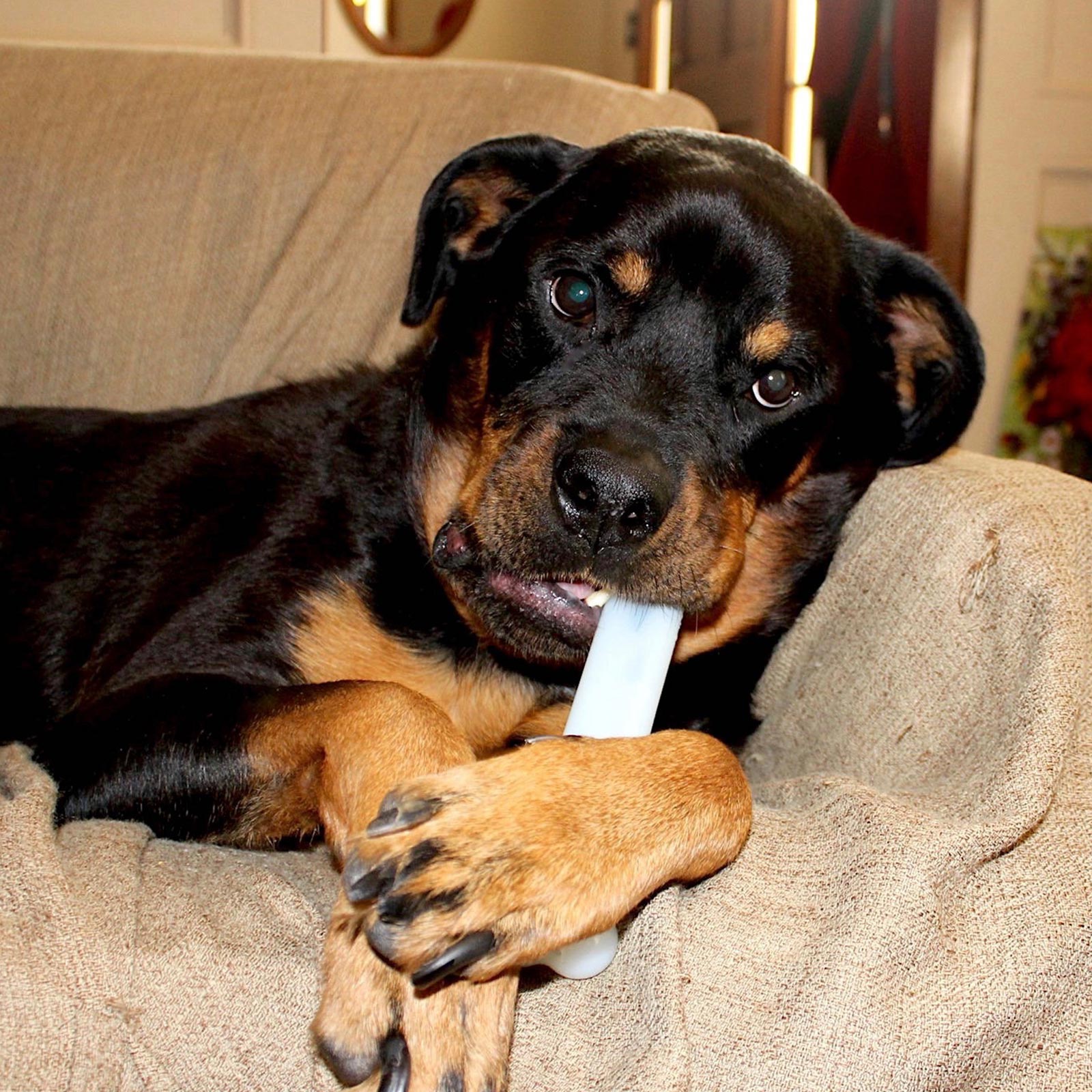 Sporn Marrow Chew Bone XLarge Toy For Dogs - $25.20