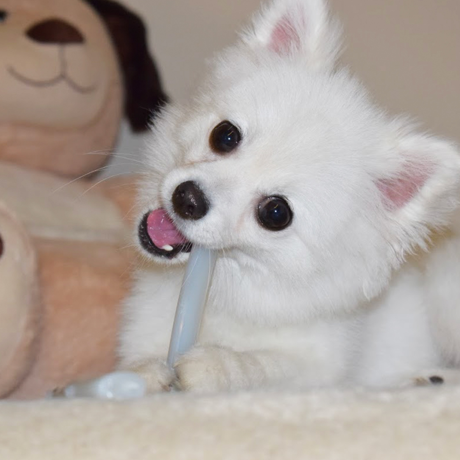 Sporn Marrow Chew Bone Medium Toy For Dogs - $13.63
