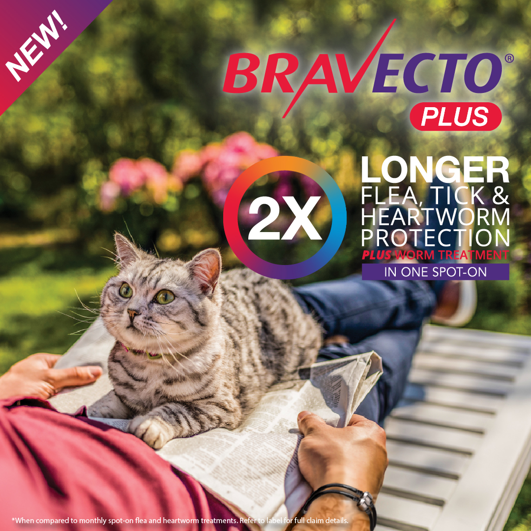 Bravecto Plus Spot On For Kittens And Small Cats 1.2 - 2.8kg 1 Pack ...