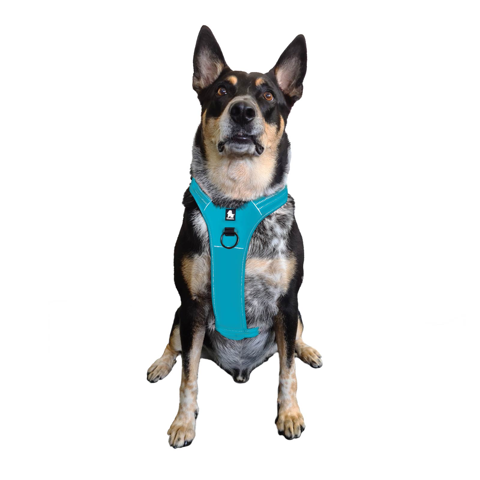 True Love Dog Harness Quick Easy Fit Nylon Reflective Padded Blue ...