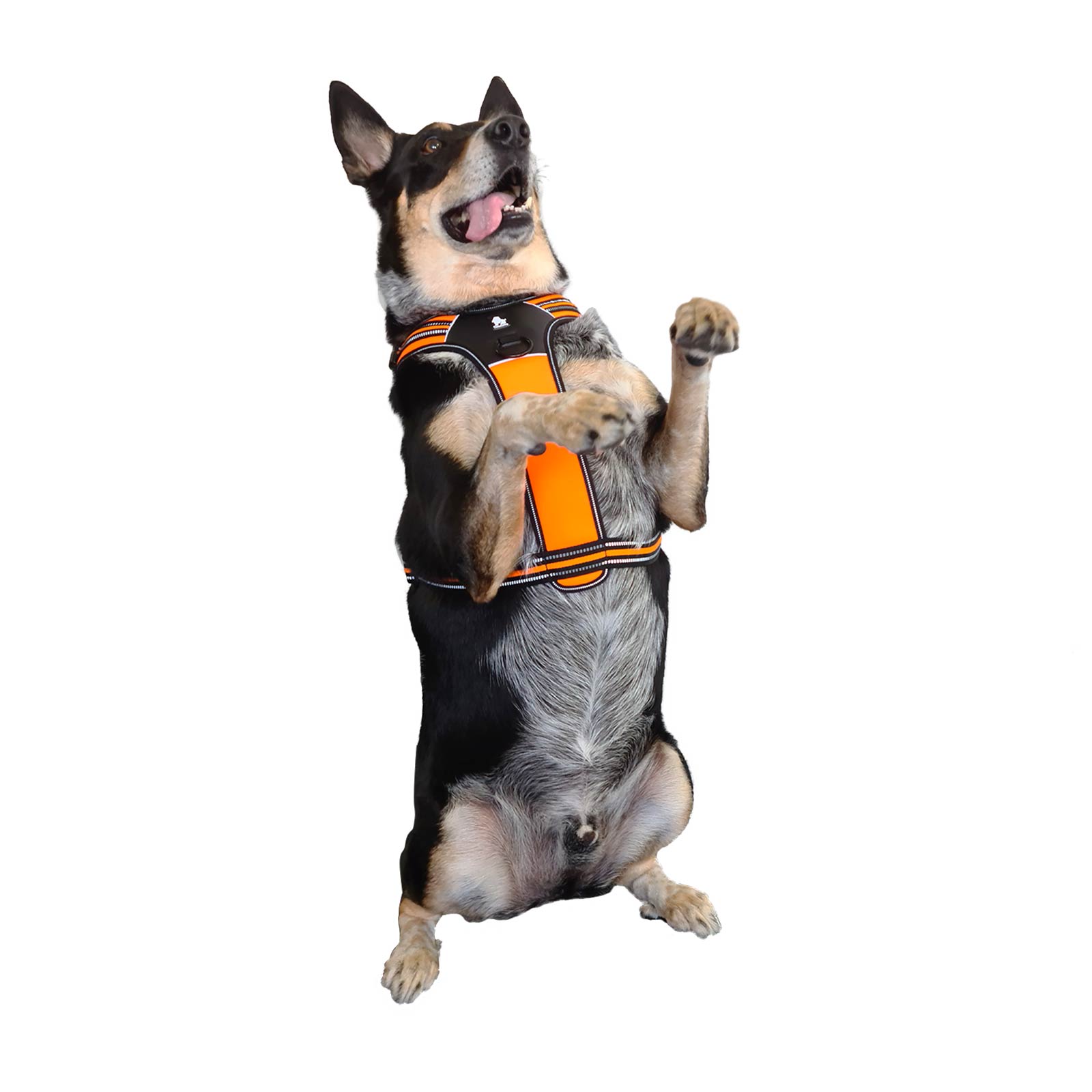 True Love Dog Harness Quick Easy Fit Nylon Reflective Padded Orange ...