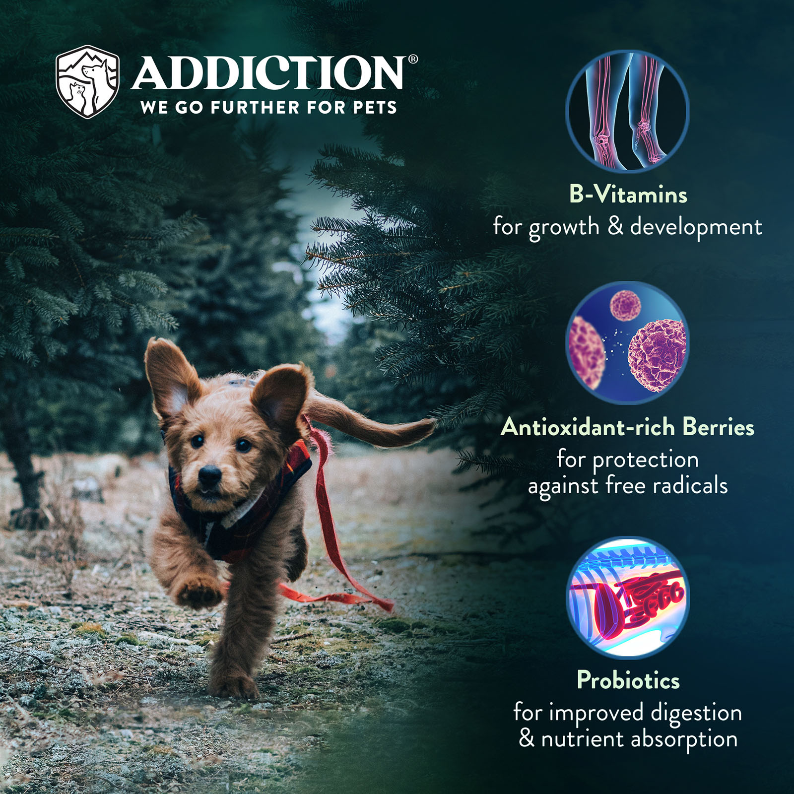 Addiction Salmon Bleu Puppy Grain Free Skin And Coat Health Dry Dog ...