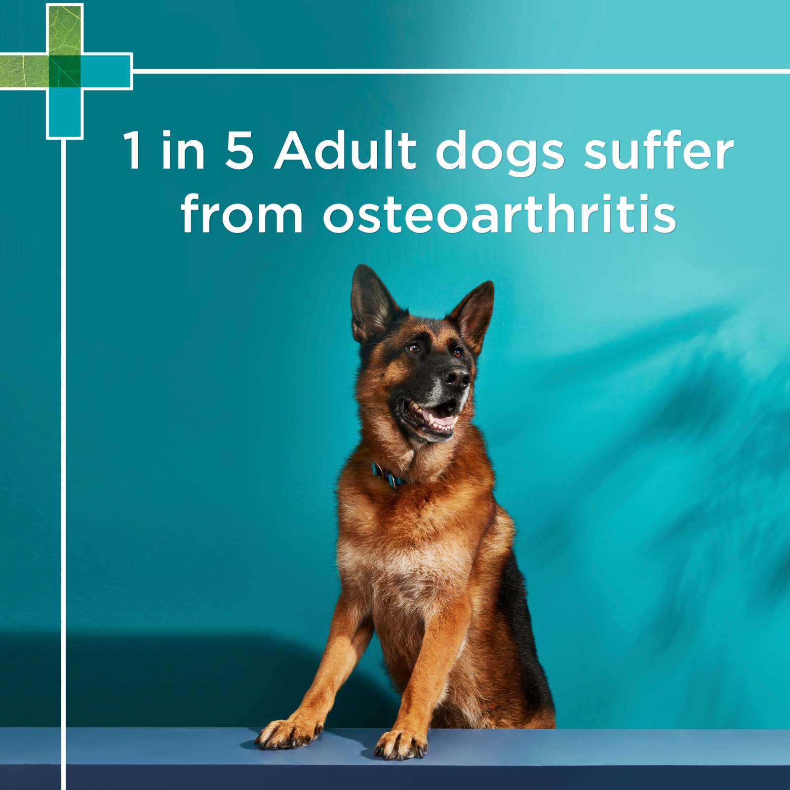 PAW By Blackmores Osteosupport Joint Care Powder Capsules And Osteocare ...