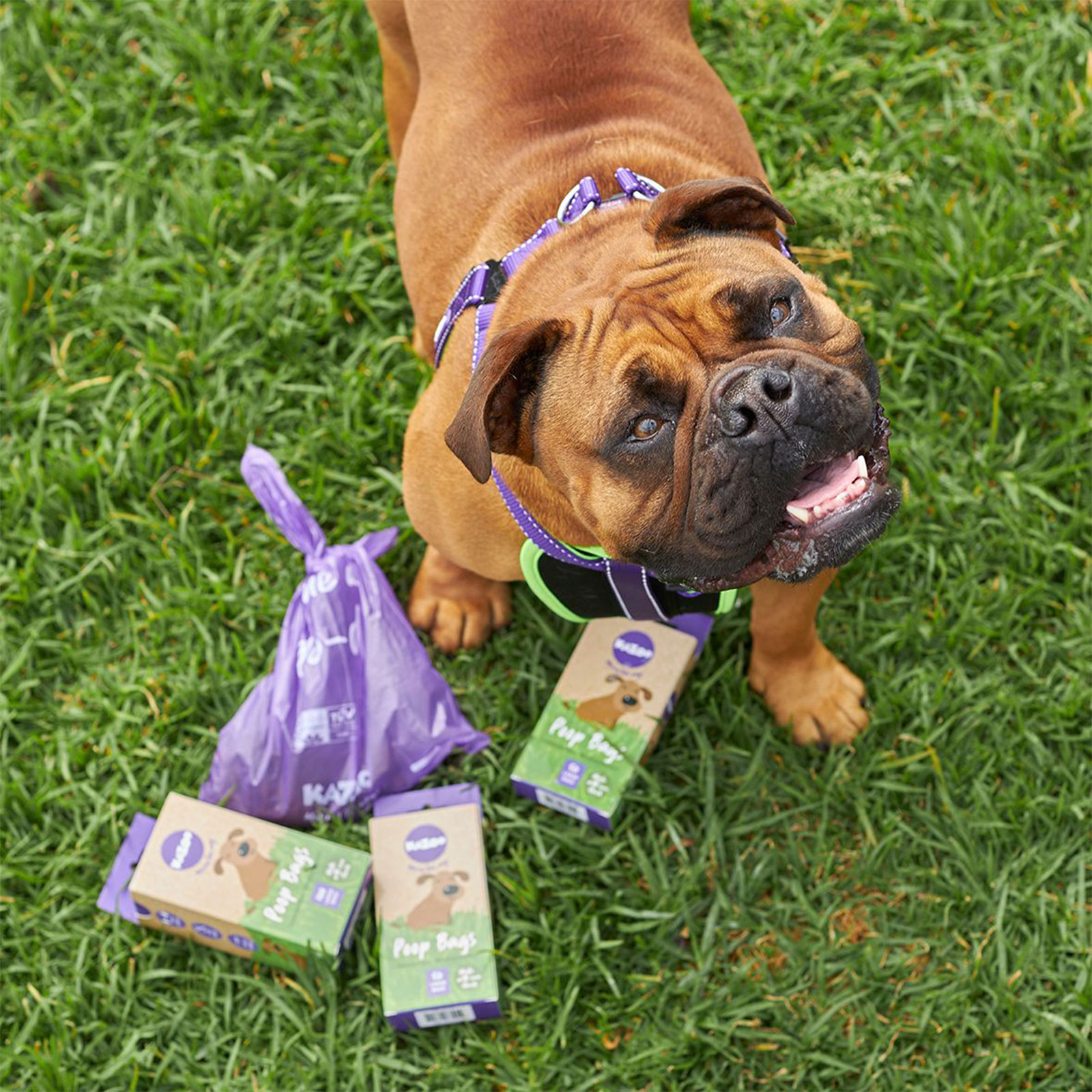 Kazoo Poop Bags Eco Friendly Compostable Biodegradable Bags For Dogs 50 ...