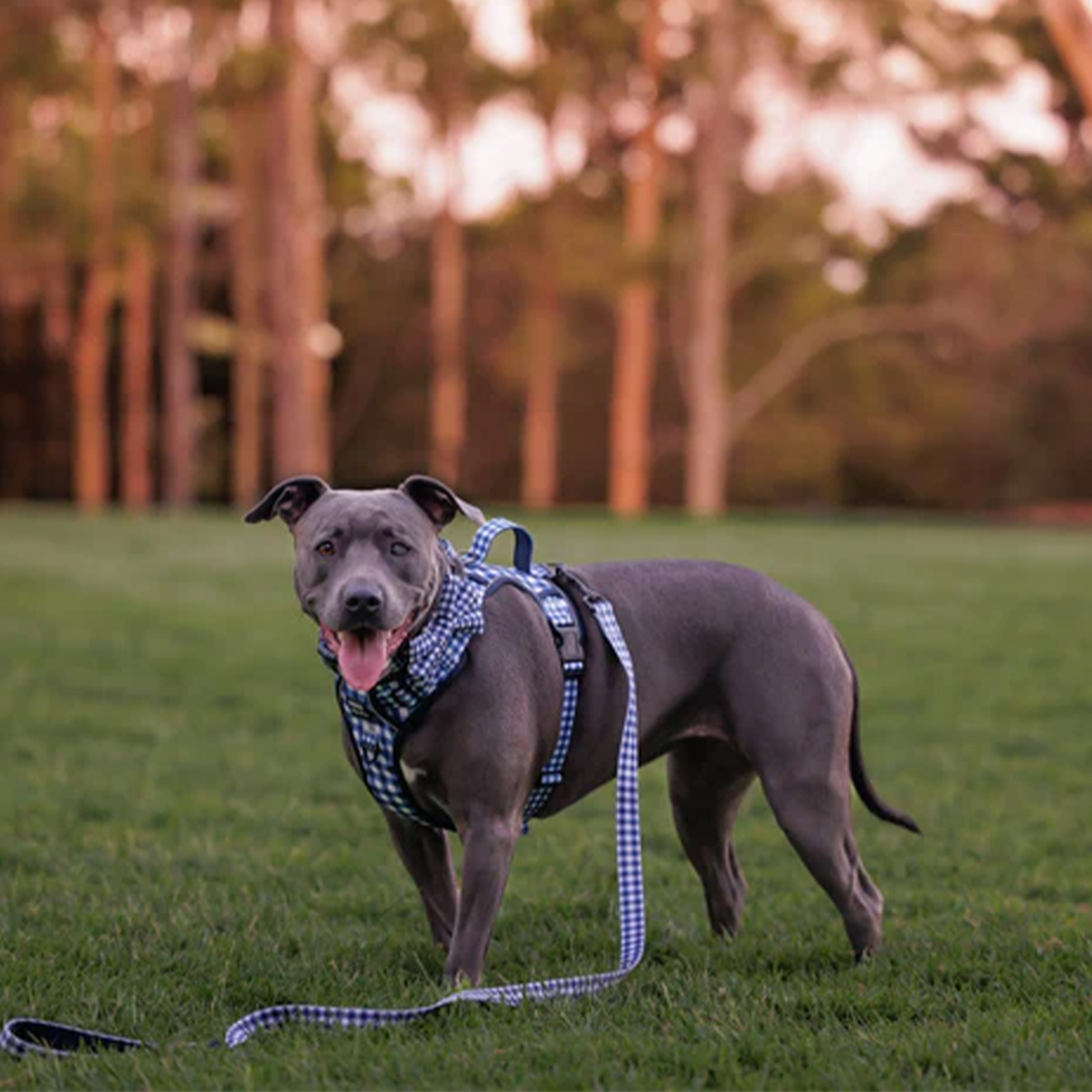 Dizzy Dog Collars Heavy Duty Reflective Harness Navy Gingham Large ...