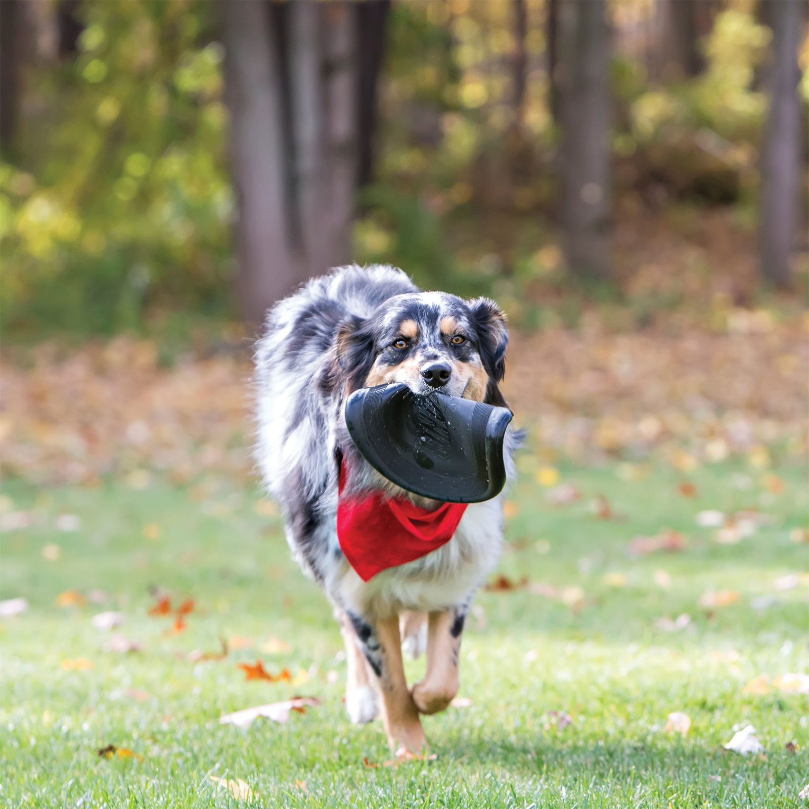 KONG Flyer Extreme Toy For Dogs - $19.99