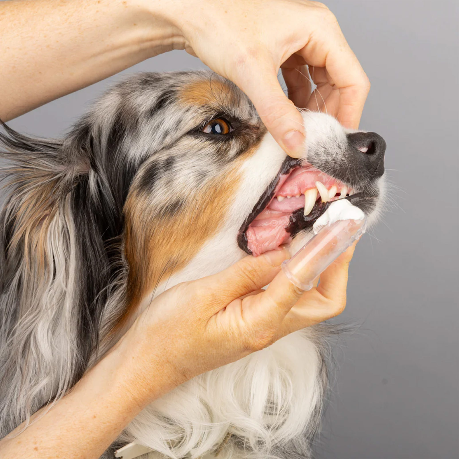 Shy Tiger Soothe Clean Natural Toothpaste Finger Brush For Dogs And ...